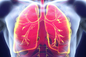 Apparato respiratorio: anatomia e metabolismo - EINUMM